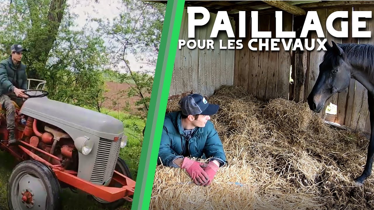Paillage chez les CHEVAUX ! - YouTube