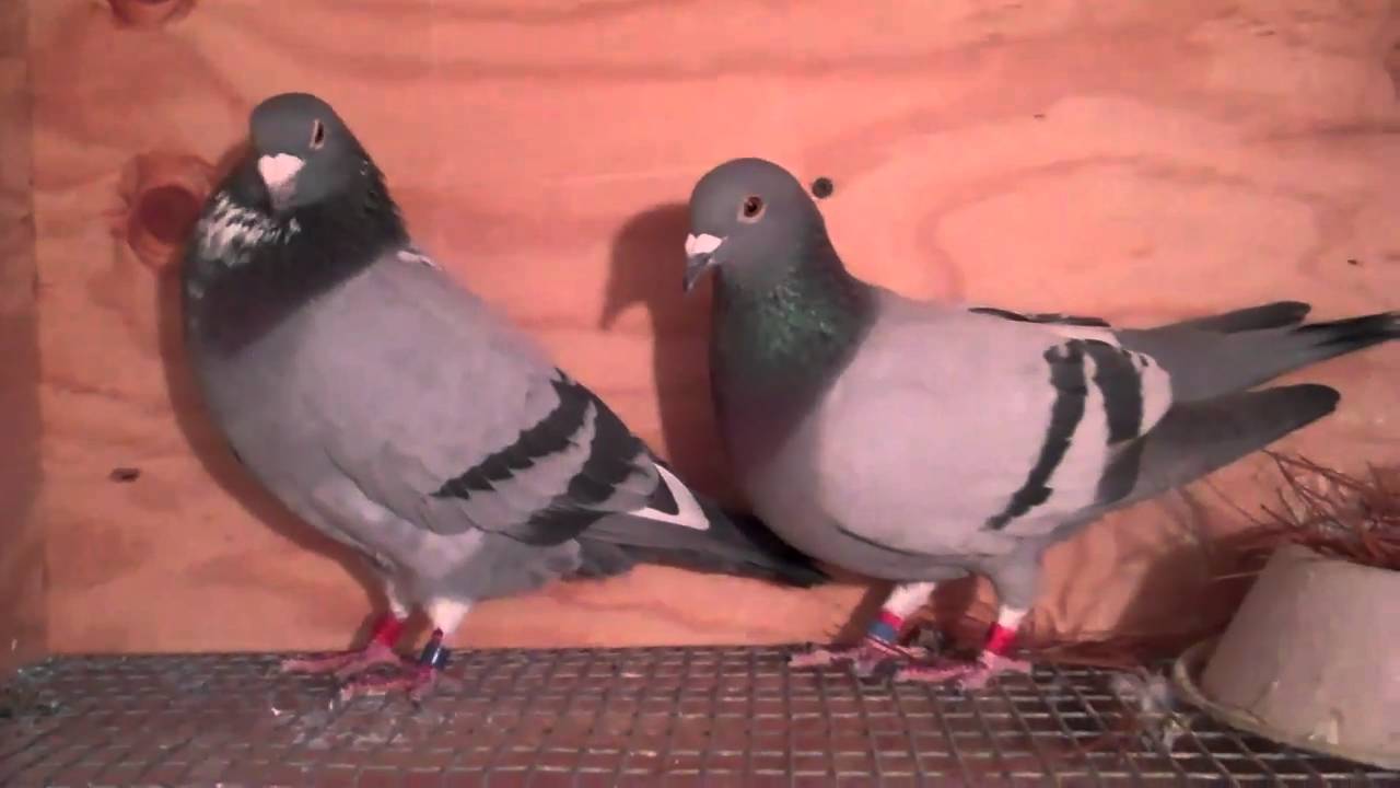 Racing Pigeons; Nesting Material, Lavender Hill Lofts, Washington DC ...