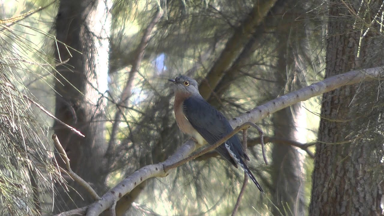 Fan-Tailed Cuckoo - YouTube