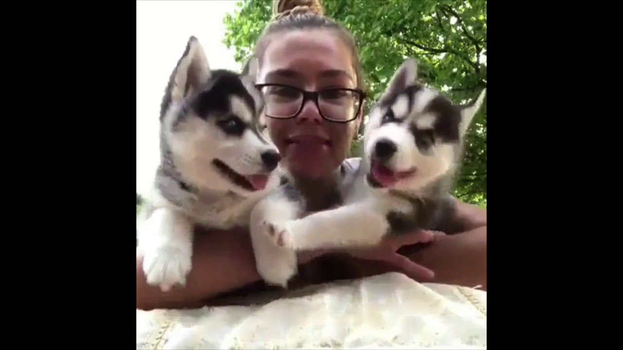 Cute Paws Compilation - YouTube