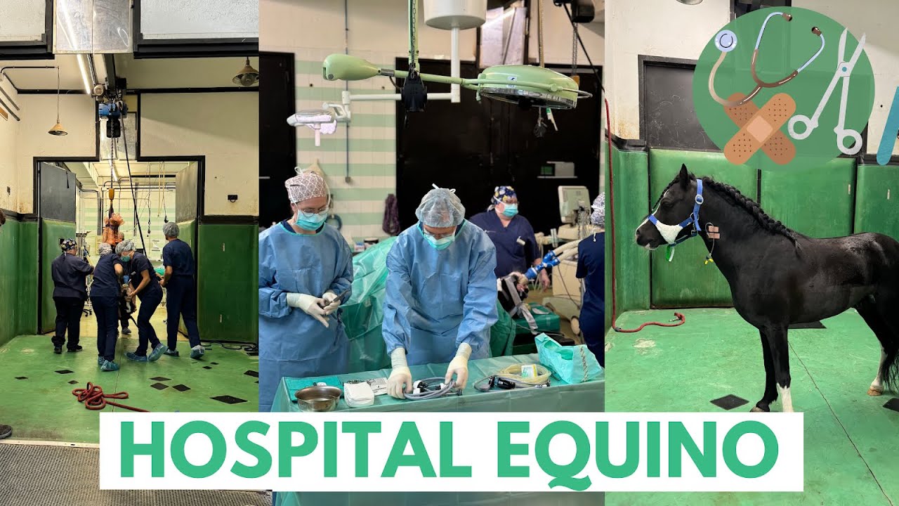 ¿Cómo es un Hospital 🏥 Equino? 🐴– ¡Entro a quirófano! 😷 Operación castrando 🩺 💉en caballos/ponis ...