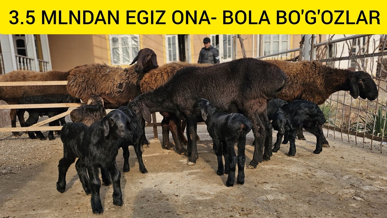 ASL EGIZCHI ONA-BOLLA BO'G'OZLAR 3.5 MINDAN - YouTube
