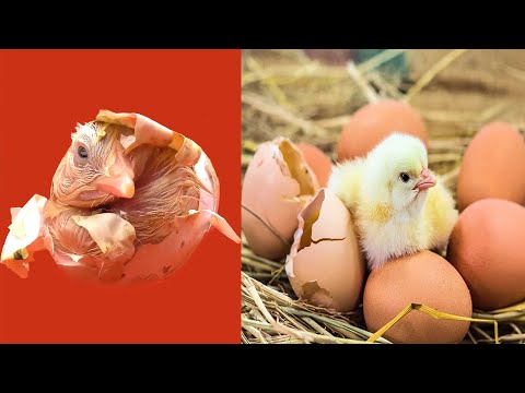Baby chicken coming from egg | Newly Hatched Chicken | Chick Hatching From Egg