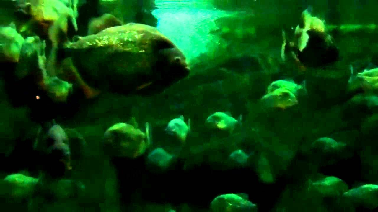 Sea World Shark Tank - YouTube