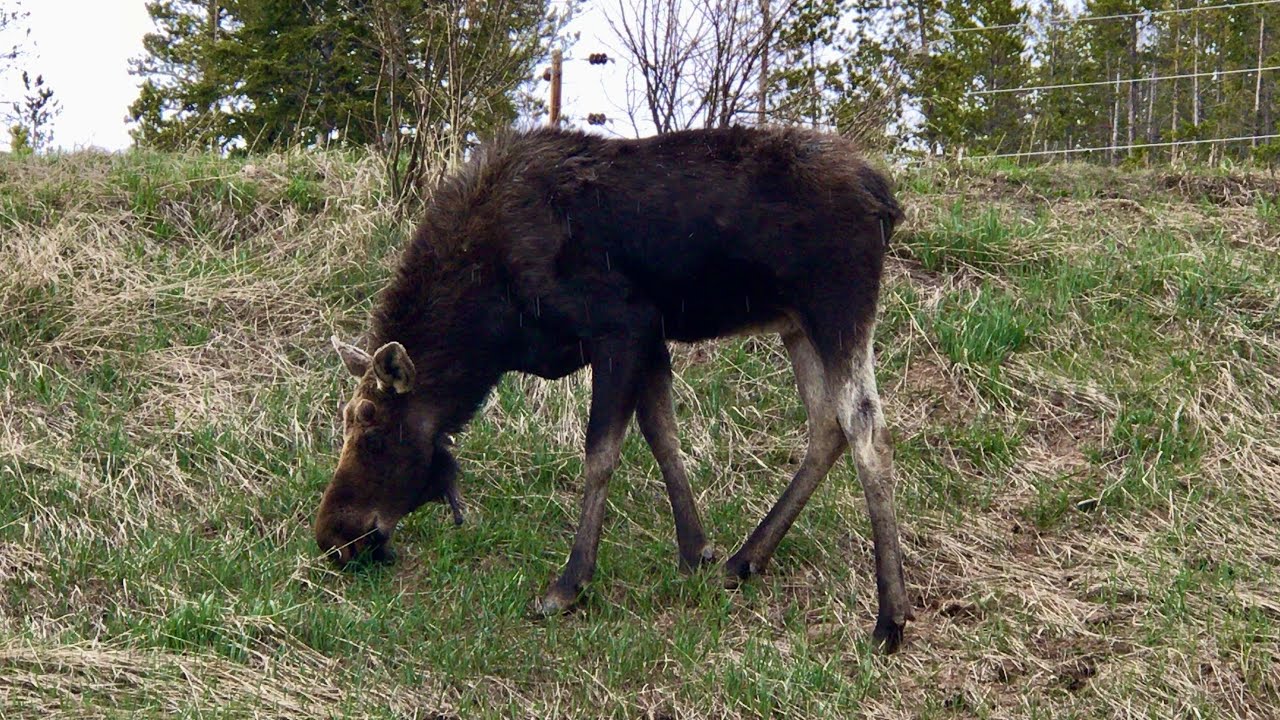 Rare Moose Visit - YouTube