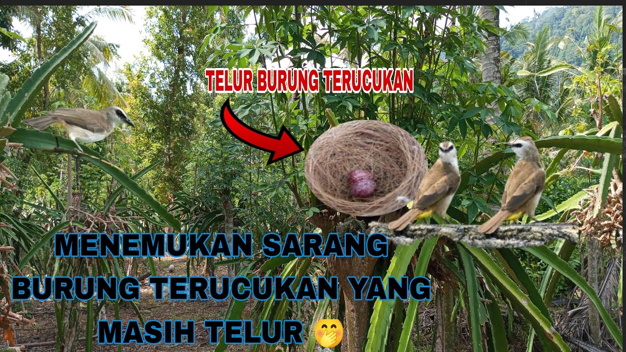 REJEKI POIN SATU SARANG TERUCUKAN || TELUR DUA BOS #viralvideo # ...