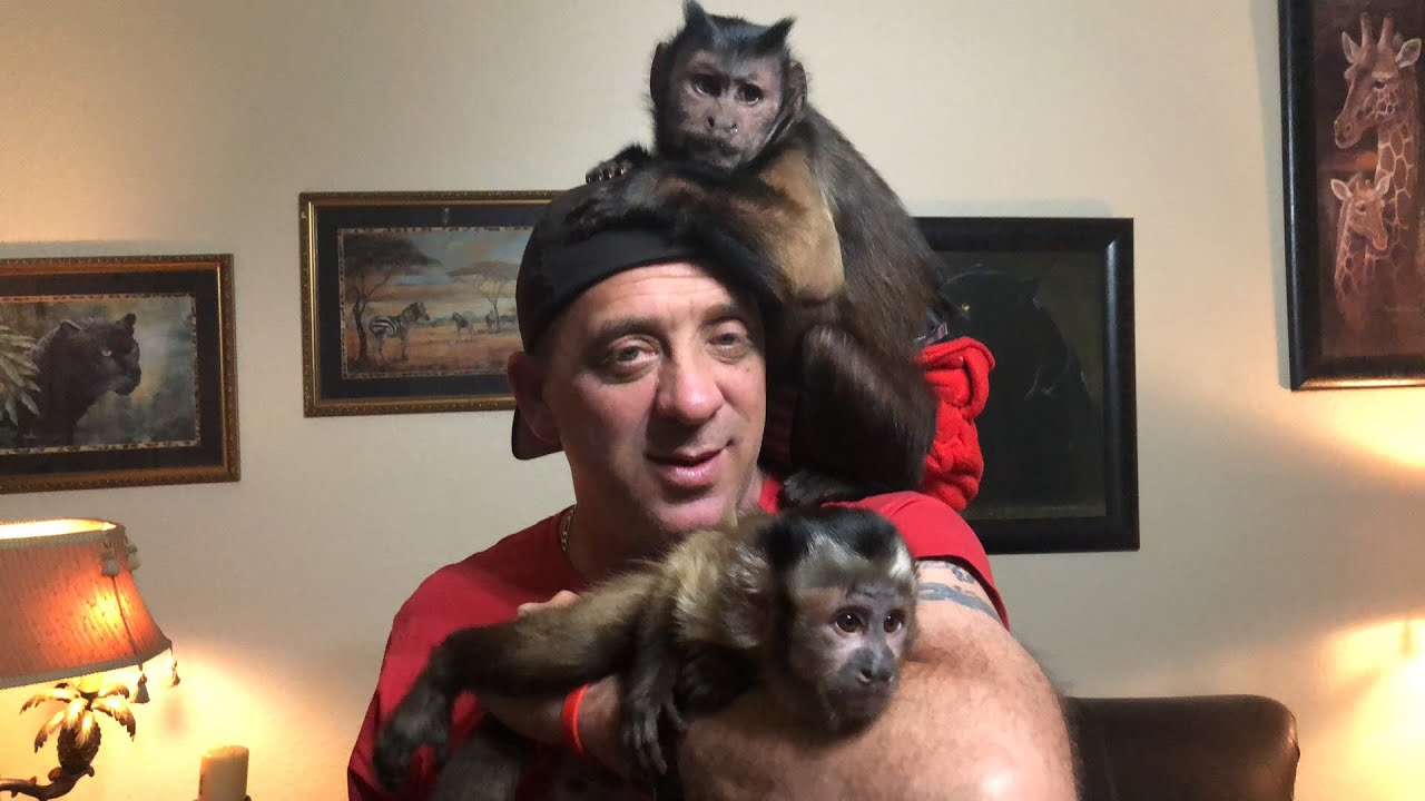 Capuchin Monkey Party LIVE! - YouTube