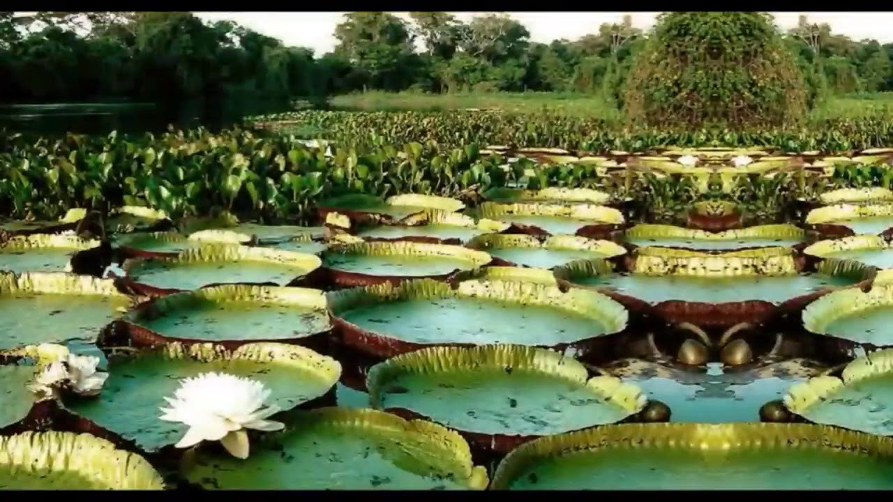 Ciranda Tradicional 35 Anos de História - YouTube