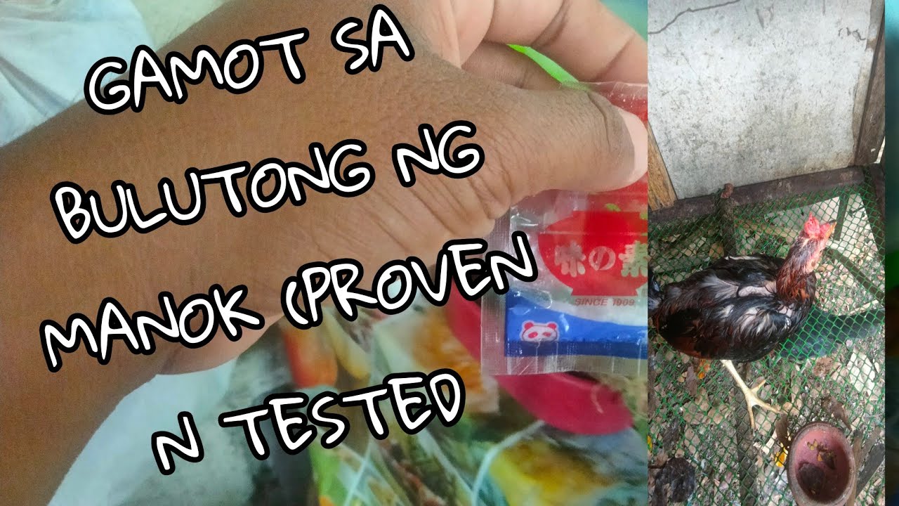 PAANO GAMOTIN ANG BULUTONG NG MANOK (PROVEN N TESTED) - YouTube