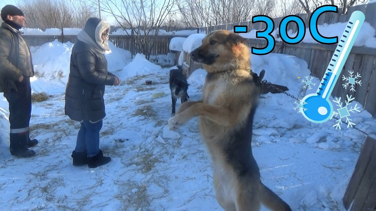 russian dog shelter survives in -30 C freezing countryside - YouTube