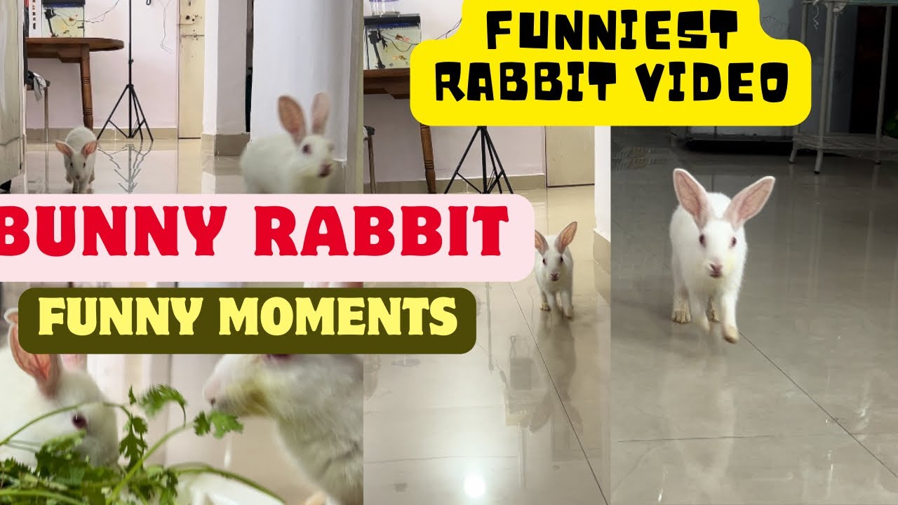 Funniest Rabbit Video | Bunny Rabbit Funny Moments #rabbit #bunny - YouTube