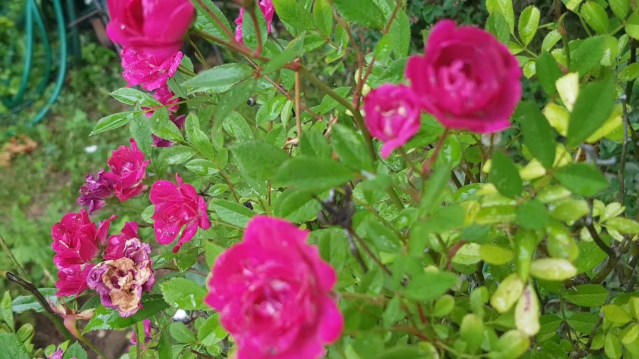 BLUMEN BULAKLAK 4 BOUQUET😍 - YouTube