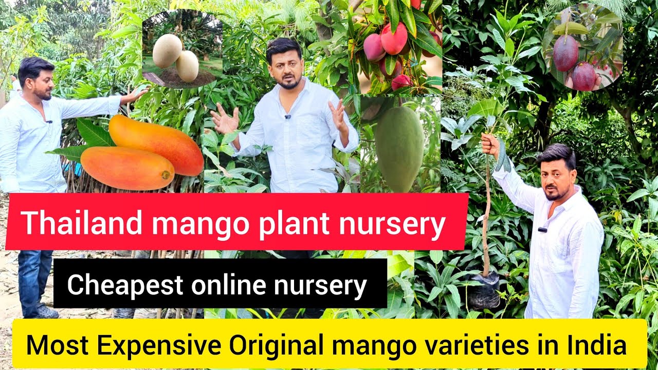 Mango Nursery Malihabad Lucknow | thailand mango plant nursery | mango ...