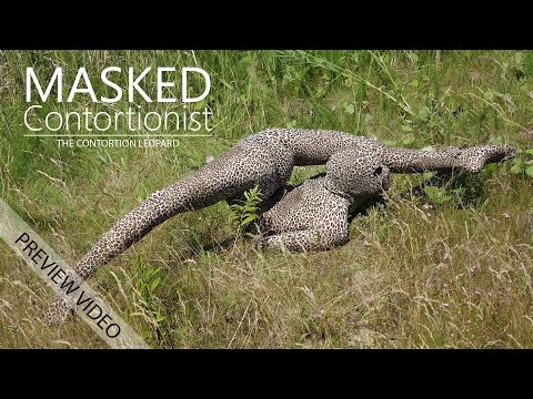 The Contortion Leopard - 469-06
