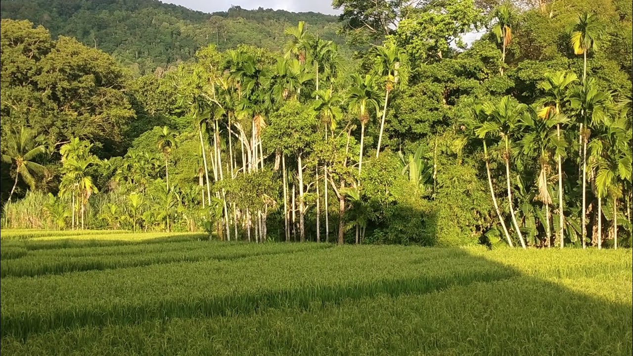 Malai padi mulai merunduk... #malai #padi #sawah - YouTube