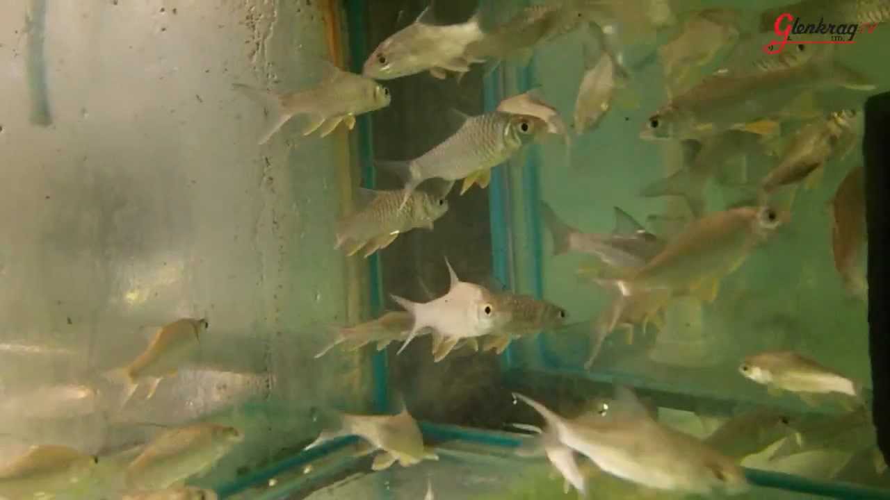 Diamond Shark 2.5 Inch - YouTube