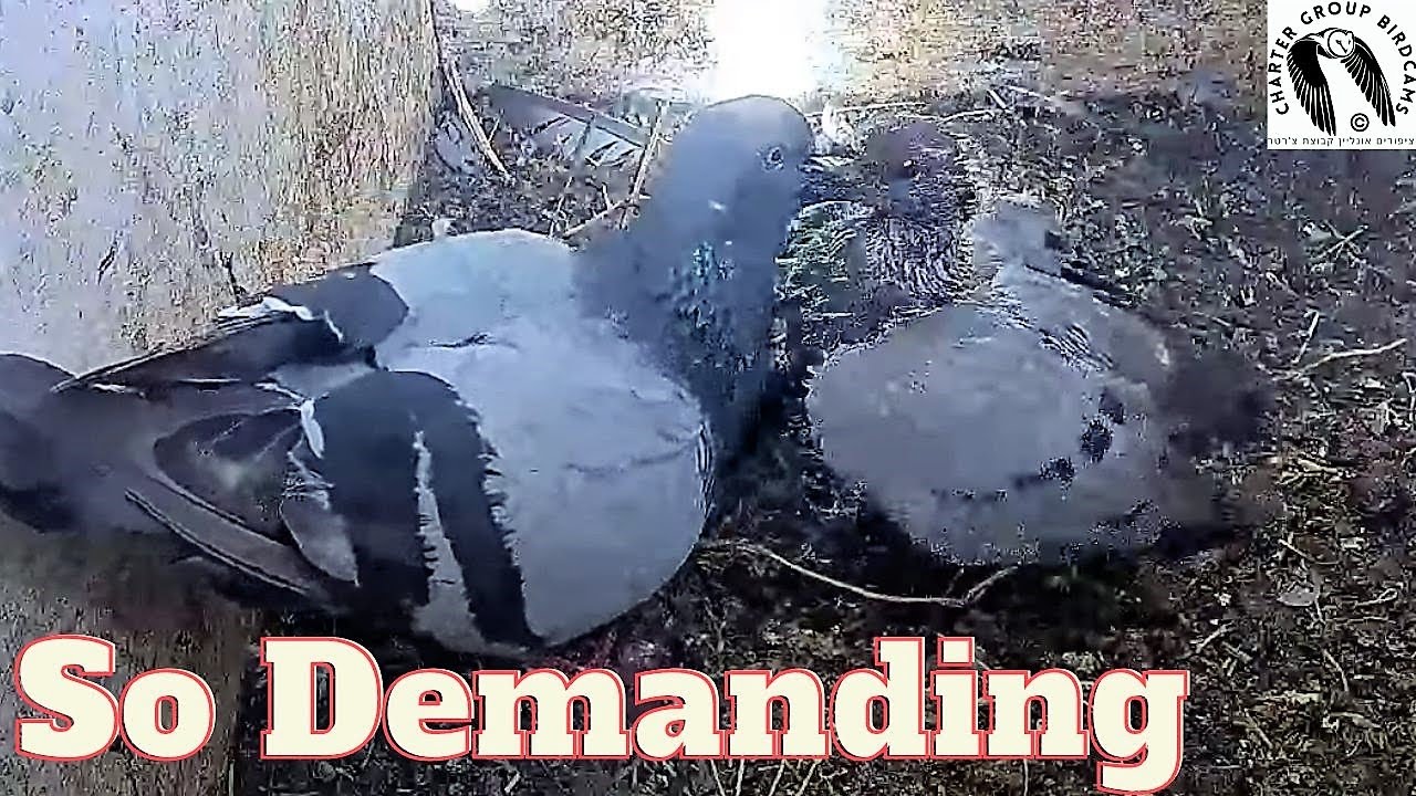 Pigeon Parents Have Their Hands Full With This Demanding Nestling ...
