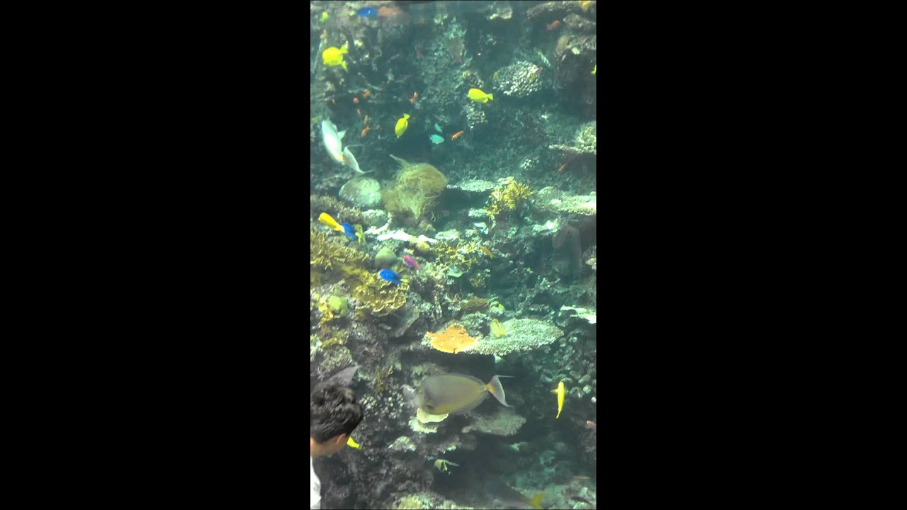 Coral reef - YouTube