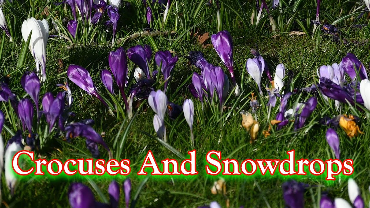 Crocuses And Snowdrops - YouTube