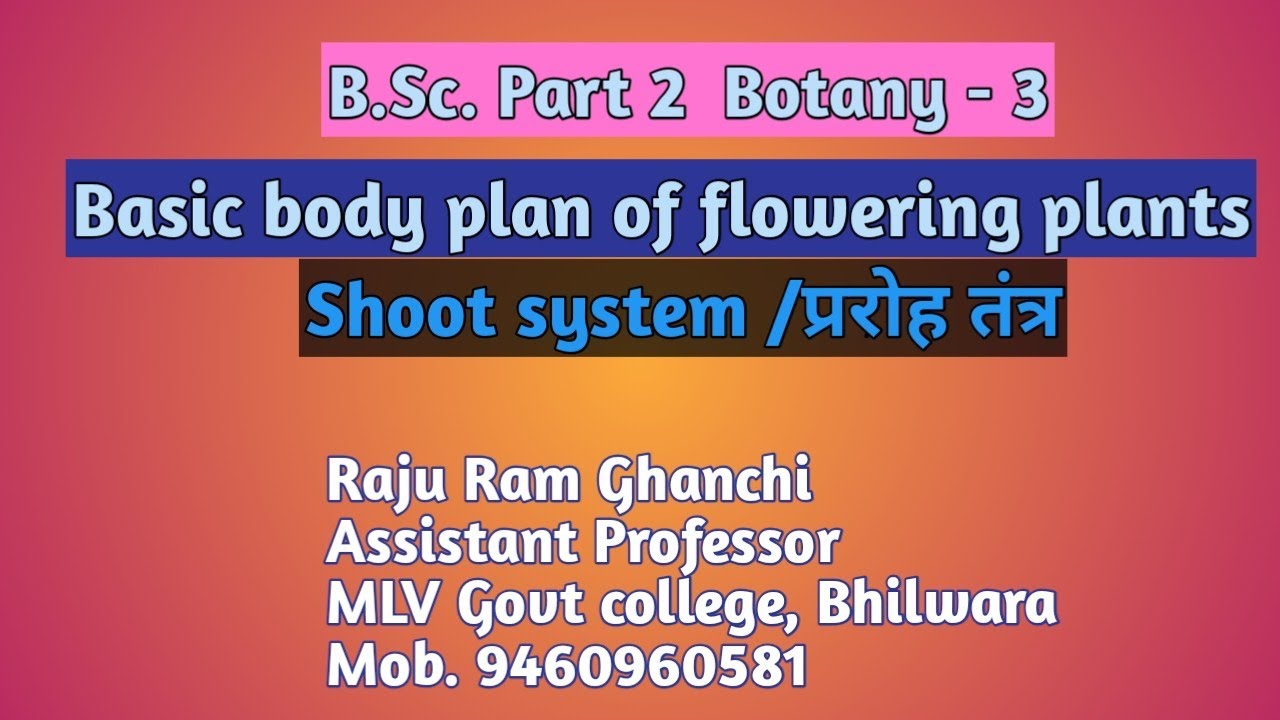 Basic body plan of flowering plants part - 2 - YouTube