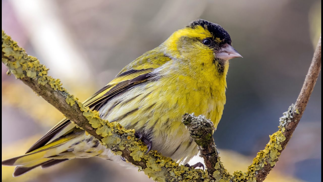 CD CHANT du TARIN des AULNES | carduelis spinus | Chant d'oiseau - YouTube