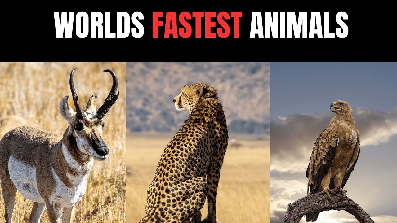 Top 5 Fastest Animals in the World 🌍 | Speed You Won’t Believe! # ...