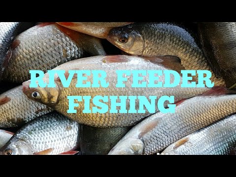 River Feeder Fishing: Groundbait Mix, Rigs and Action - YouTube
