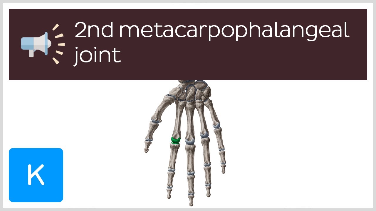 Metacarpophalangeal Joint