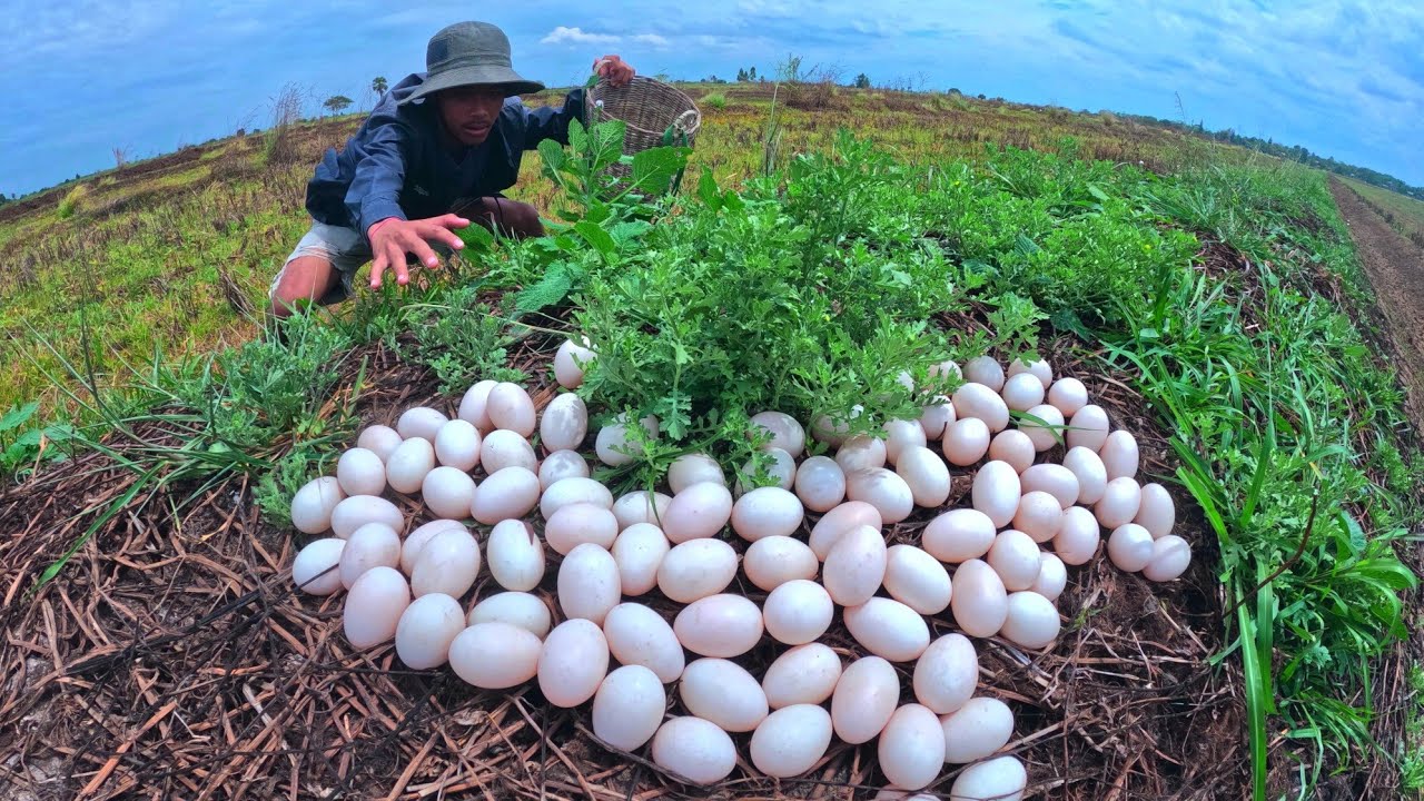 Top fishing skills! pick a lot of duck eggs under the grass ln the rice ...