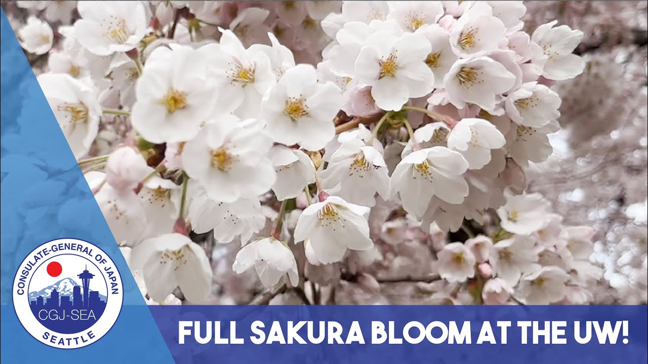 Full Sakura Bloom at the UW 2023 - YouTube