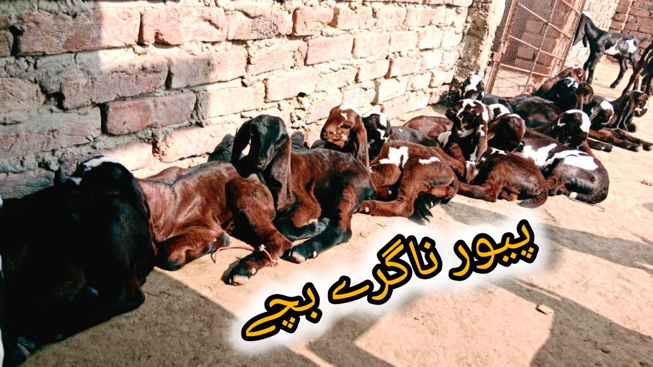 pure nagray bachay Betal cute 03176048955👀 Arslan goats foram sahiwal ...