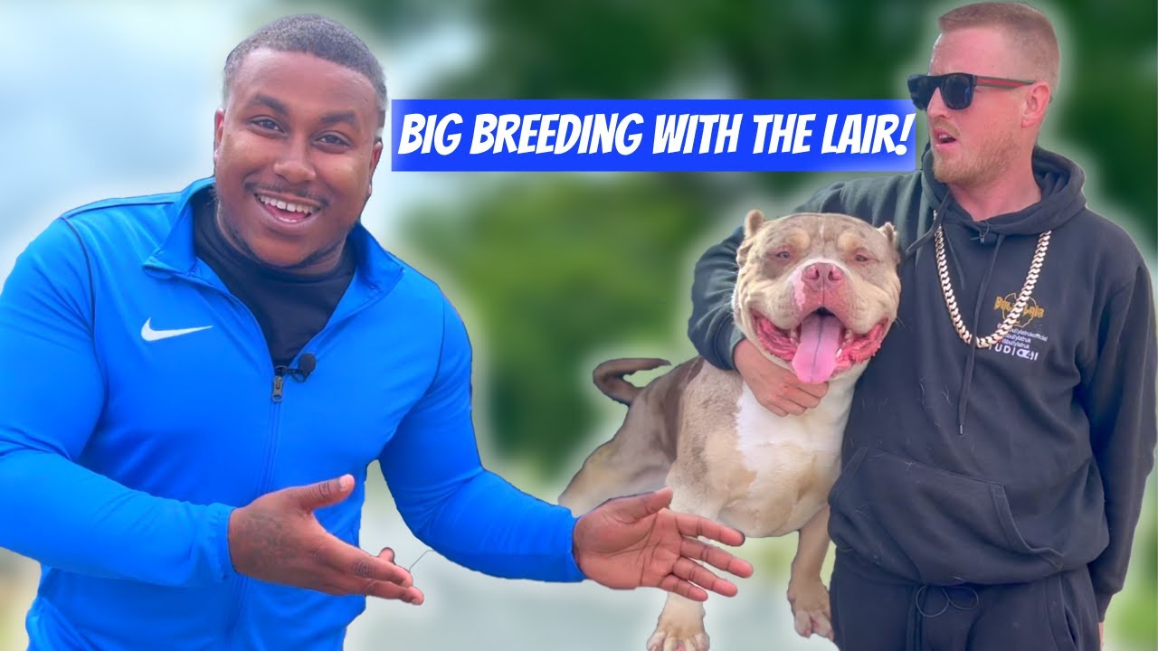 How To Breed An AMERICAN BULLY using Artificial Insemination: Roadtrip ...