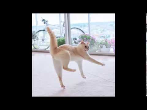 DANS EDEN KEDİLER - O Anda Çekilmiş Görüntüler