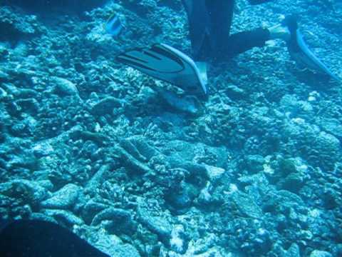 Eel in Moorea - YouTube