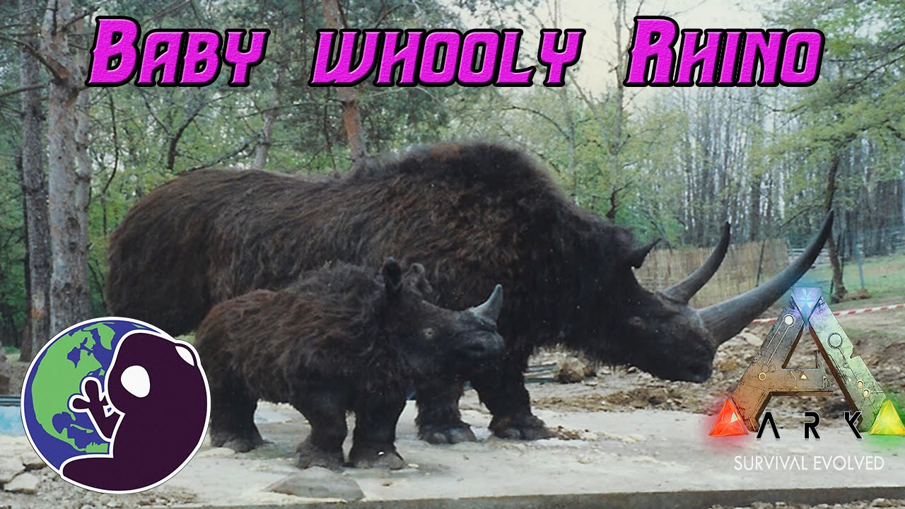 ARK Survival Evolved Baby Wooly Rhino Birth - YouTube