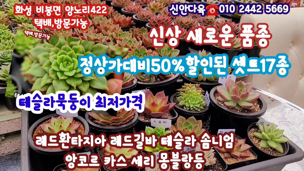 신안다육 묵둥테슬라2두 최저가격 예뻐요 신상다육 정상가대비50할인된17종셋트구매시 솜니엄 레드환타지아군생 레드길바 테슬라등6