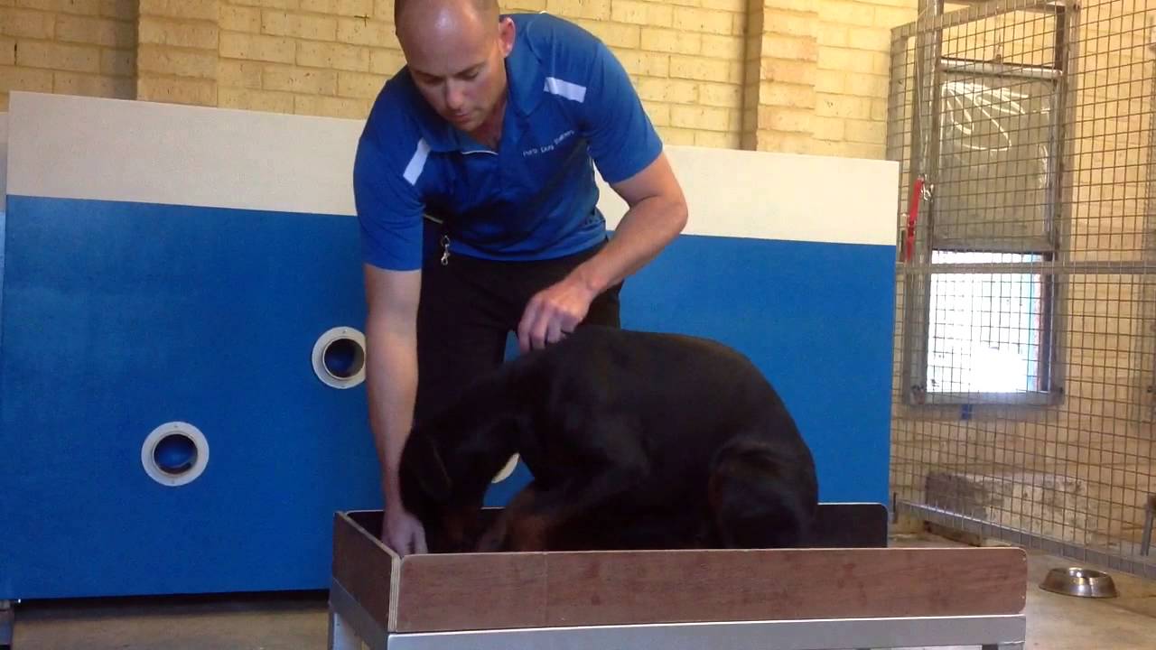 Perth Dog Trainers YouTube perth-dog-trainers-youtube