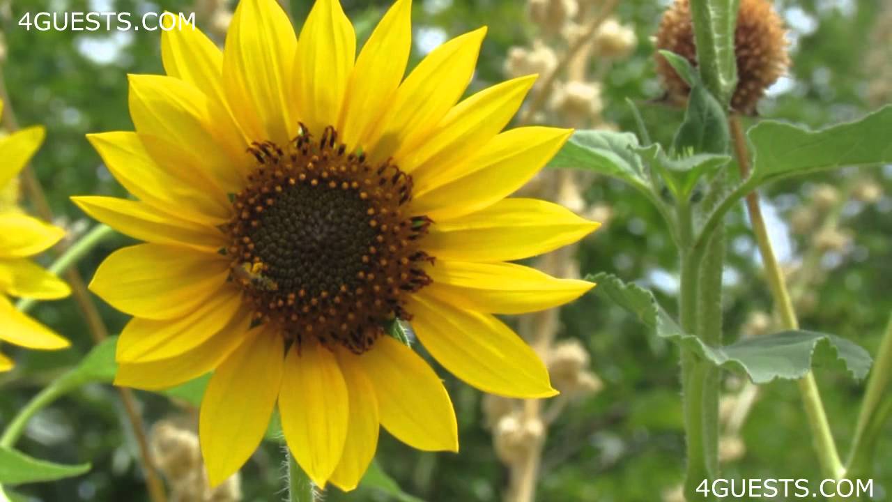 SUN FLOWERS & POMEGRANATE FRUIT TREE, CANON SX40 HS VIDEO - YouTube