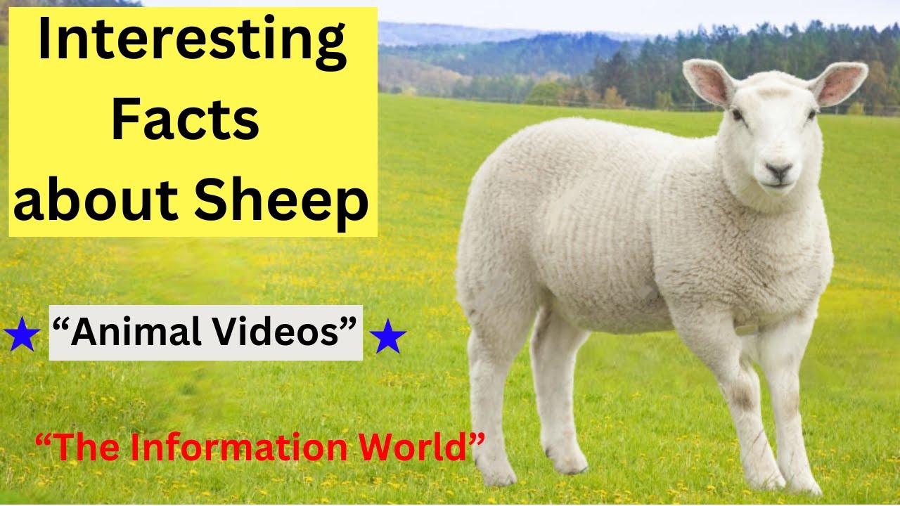 Interesting Facts about Sheep | Facts about Sheep | Sheep Facts | Kids ...