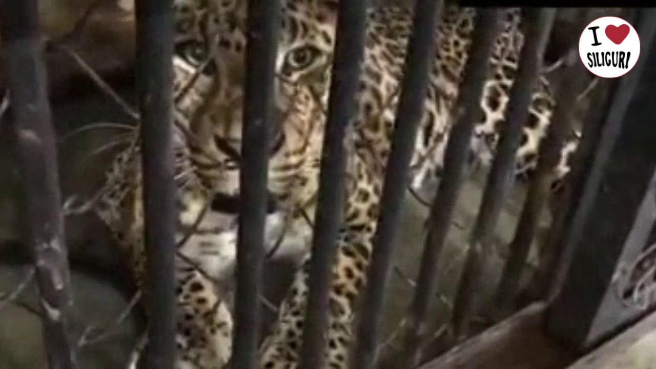 Sachin the leopard is back in the Bengal Safari but angry also for ...