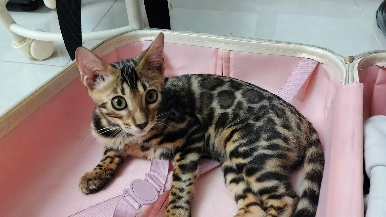 mèo bengal 2 tháng đến 5 tháng siêu cute - YouTube