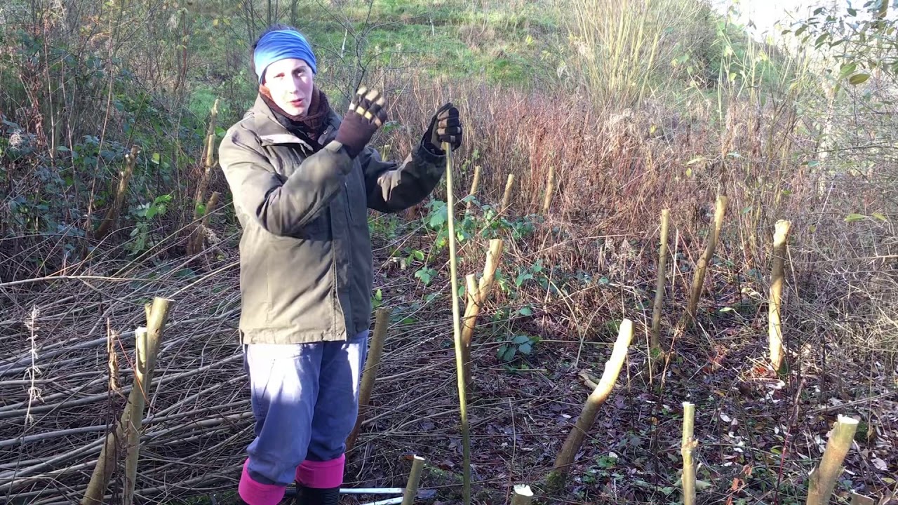 Willow coppicing, cultivation and an introduction to ramial wood chips ...