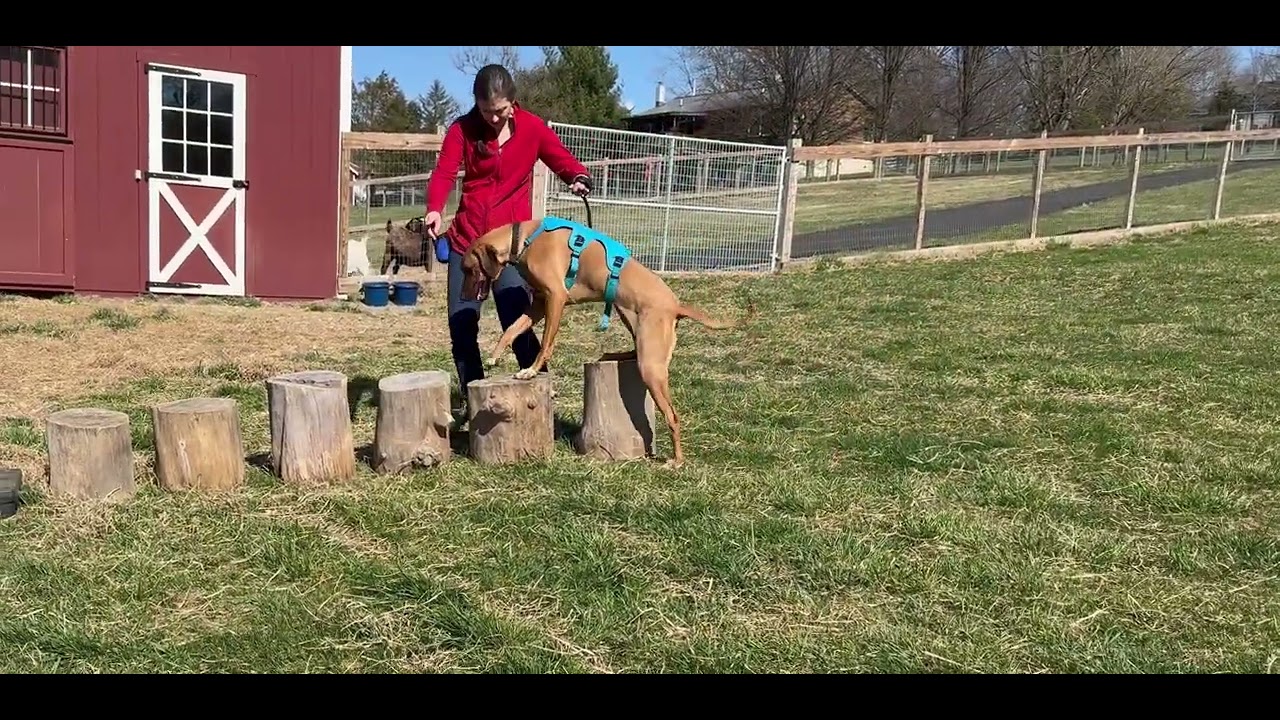 Mabel Training Parkour Balance - YouTube