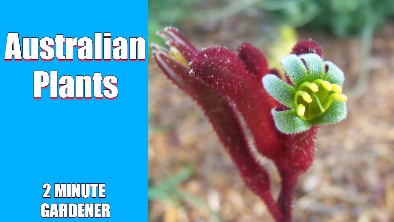 Australian Plants, Flowers from Down Under - YouTube