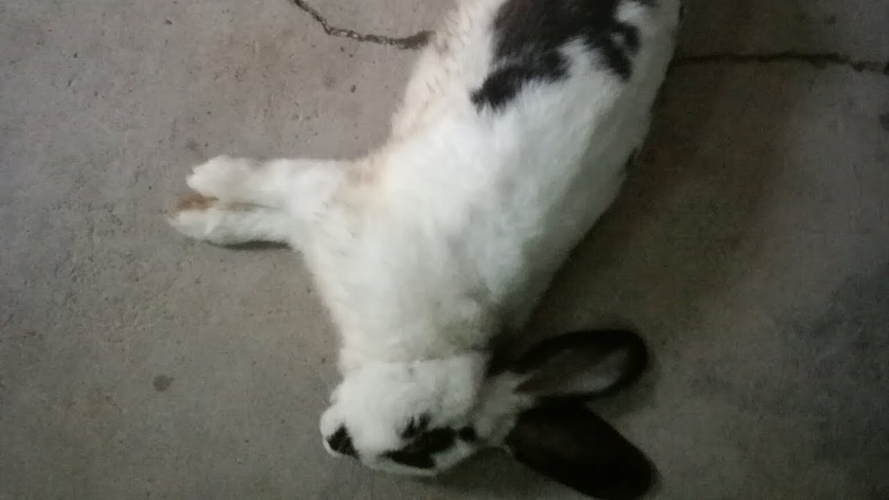 Me MATARON a Mi CONEJO🐰🐰... - YouTube