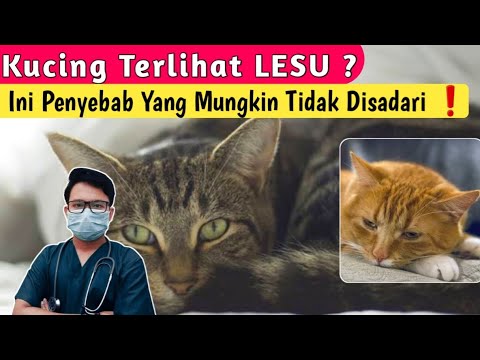 INI PENYEBAB KUCING LESU || JARANG DISADARI - YouTube