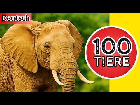 Tiere für Kinder – Tiergeräusche für Kleinkinder, Kindergarten & Babys auf Deutsch🐾