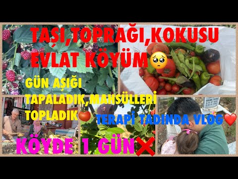 TAŞI,TOPRAĞI,KOKUSU EVLAT KÖYÜM🥺GÜN AŞIĞI TAPALADIK🌻MAHSÜLLERİ TOPLADIK/KÖYDE 1 GÜN❌TERAPİ GİBİ🥰