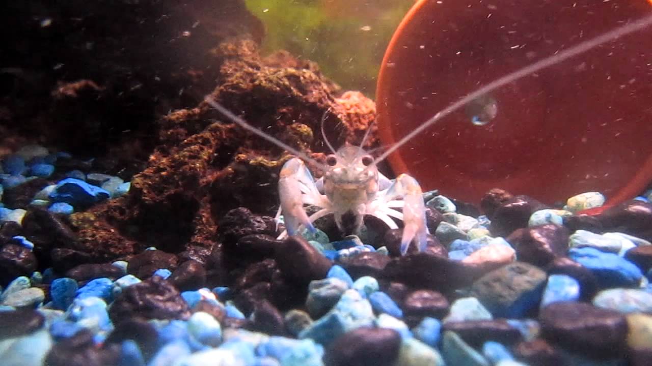 Cool, Cute Shrimp - YouTube
