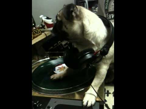 Dj Pug - YouTube